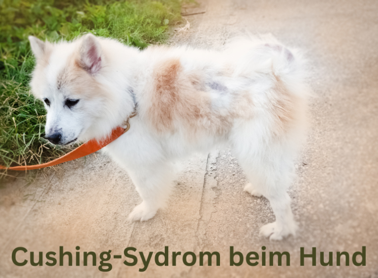 Cushing beim Hund – 6 wichtige Symptome und die Bahandlung