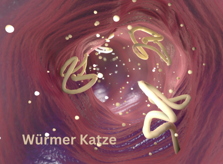 Wurmbefall bei Katzen: Die 10 wichtigsten Fragen beantwortet