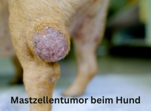 Mastzelltumor beim Hund-5 wichtige Warnsignale